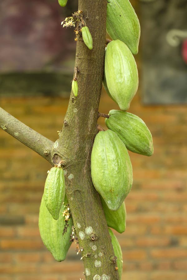Cacao Fruit, Raw Cacao Beans, Cocoa Pod on Tree Stock Photo - Image of ...