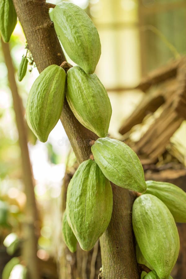 Cacao Fruit, Raw Cacao Beans, Cocoa Pod on Tree Stock Image - Image of ...