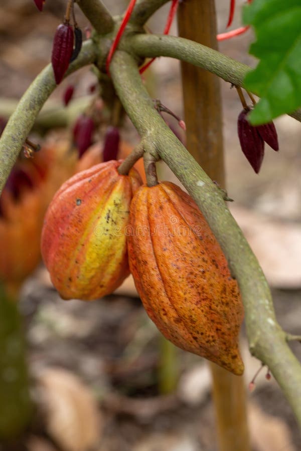 Cacao Fruit, Raw Cacao Beans, Cocoa Pod on Tree Stock Photo - Image of ...