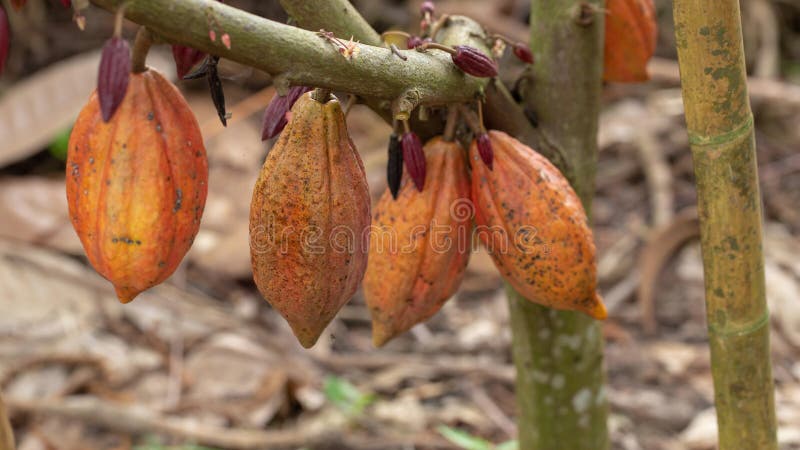 Cacao Fruit, Raw Cacao Beans, Cocoa Pod on Tree Stock Image - Image of ...