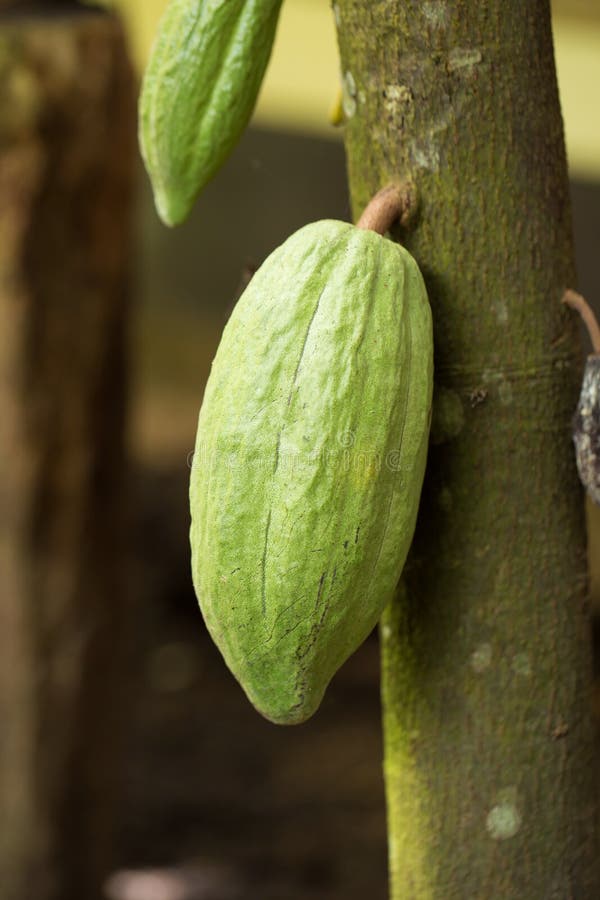 Cacao Fruit, Raw Cacao Beans, Cocoa Pod on Tree Stock Photo - Image of ...