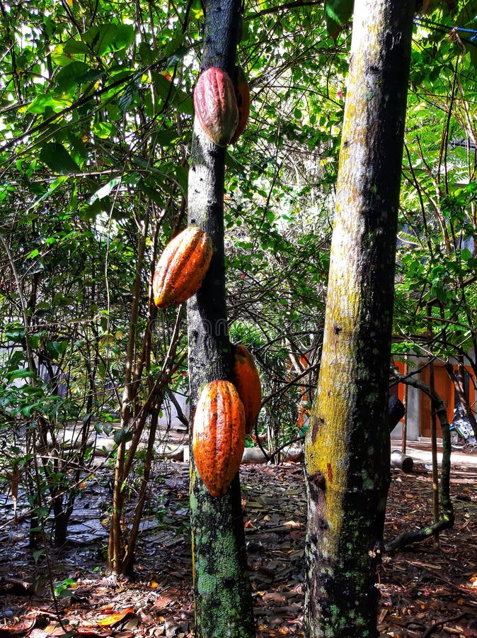 Cacao. the Fruit is Sweet while the Contents are As Raw Material for ...