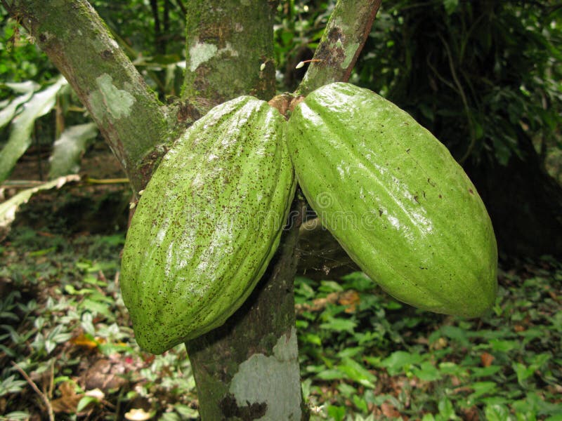 Stock Photo, Cacao, Chocolate Nut Tree (Theobroma Cacao), Fruit Pods on ...