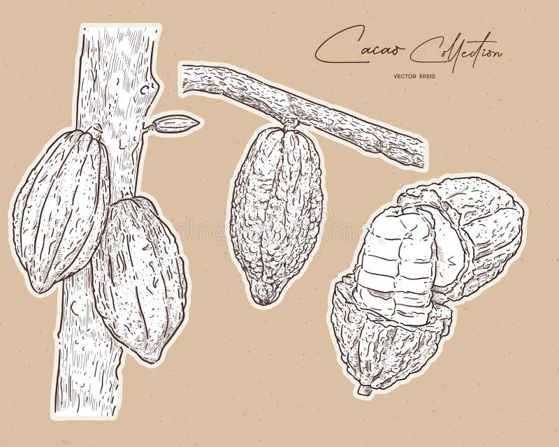 Cacao, Hand Draw Sketch Vector Stock Vector - Illustration of banner ...