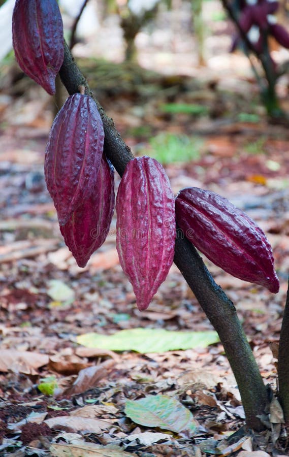Cacao I stock photo. Image of chocolate, america, fruit - 45639712