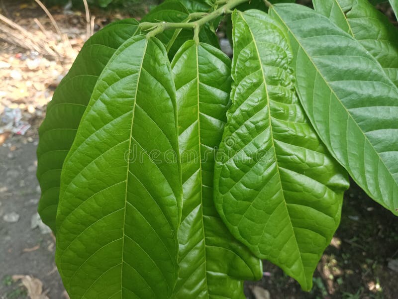 Cacao Leaves with the Species Name Theobroma Cacao on a Tree Trunk ...