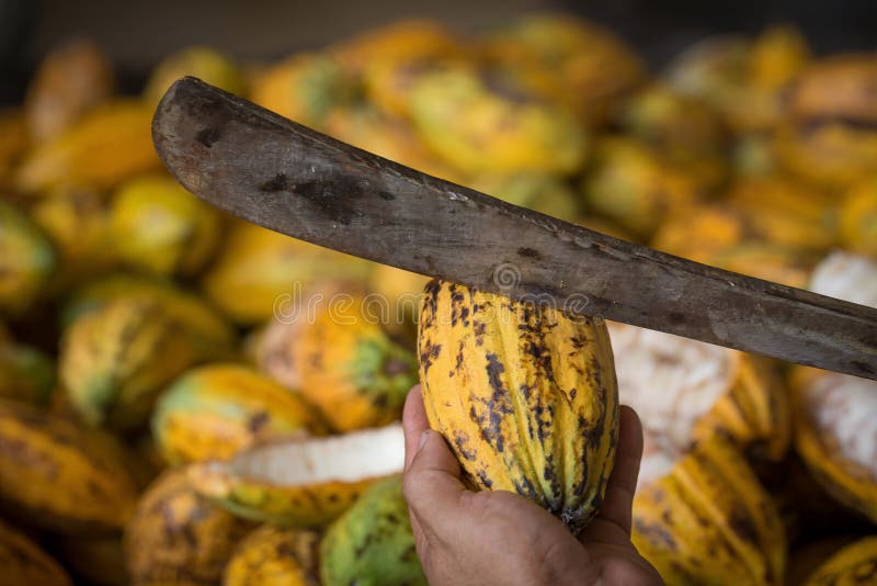 Open Cacao Pod, Fermenting stock photo. Image of food - 11112990