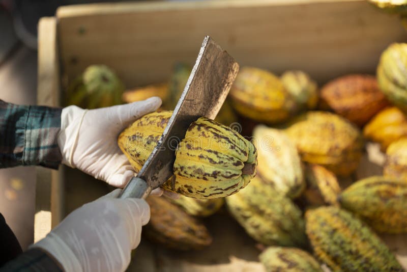 Cacao Pod Cut Open To Show Cacao Beans Inside in Thailand Stock Photo ...