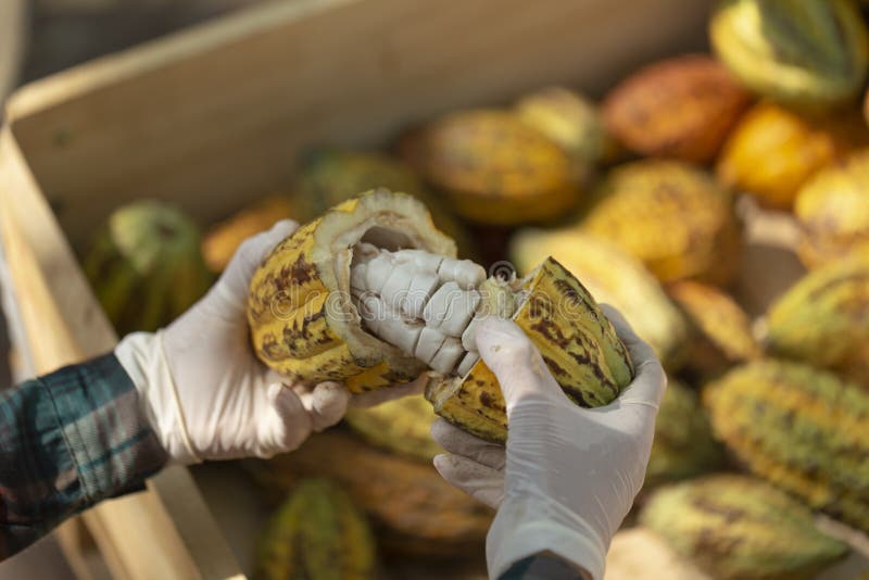 Cacao Pod Cut Open To Show Cacao Beans Inside in Thailand Stock Photo ...