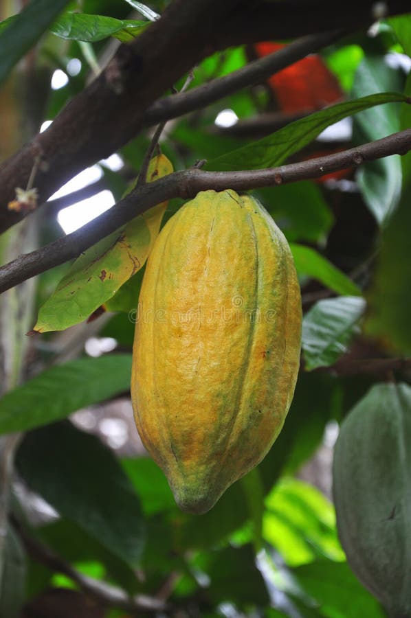 Cacao pod on tree stock photo. Image of cocoa, botany - 23360108