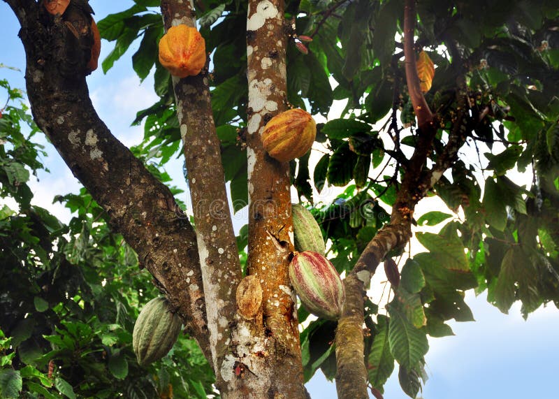 Cacao pod on tree stock image. Image of cocoa, chocolate - 23361763