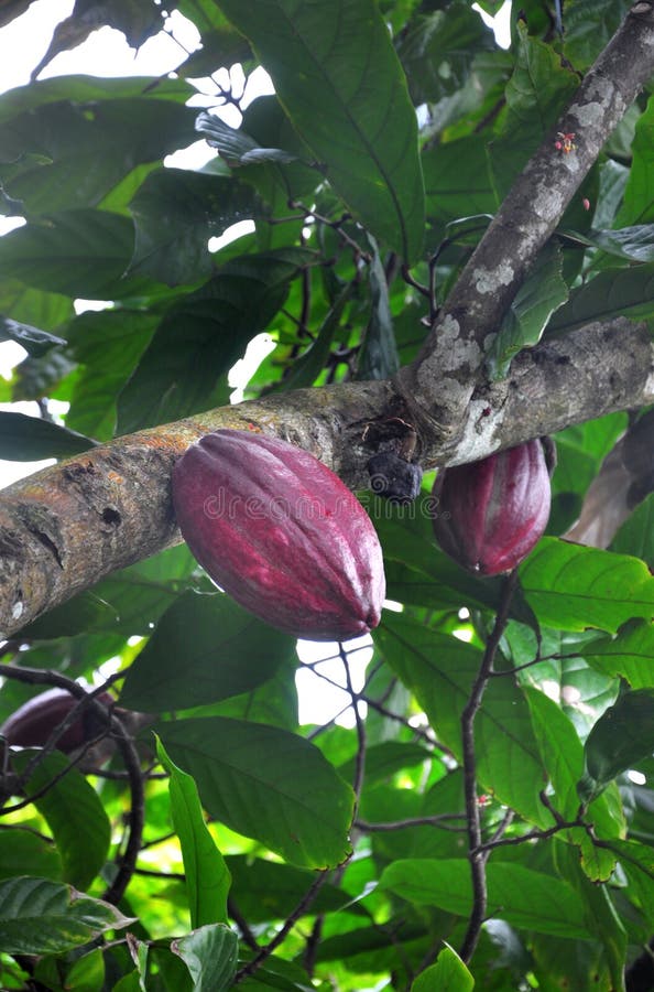 Cocoa pods stock image. Image of plant, garden, tropical - 9316009