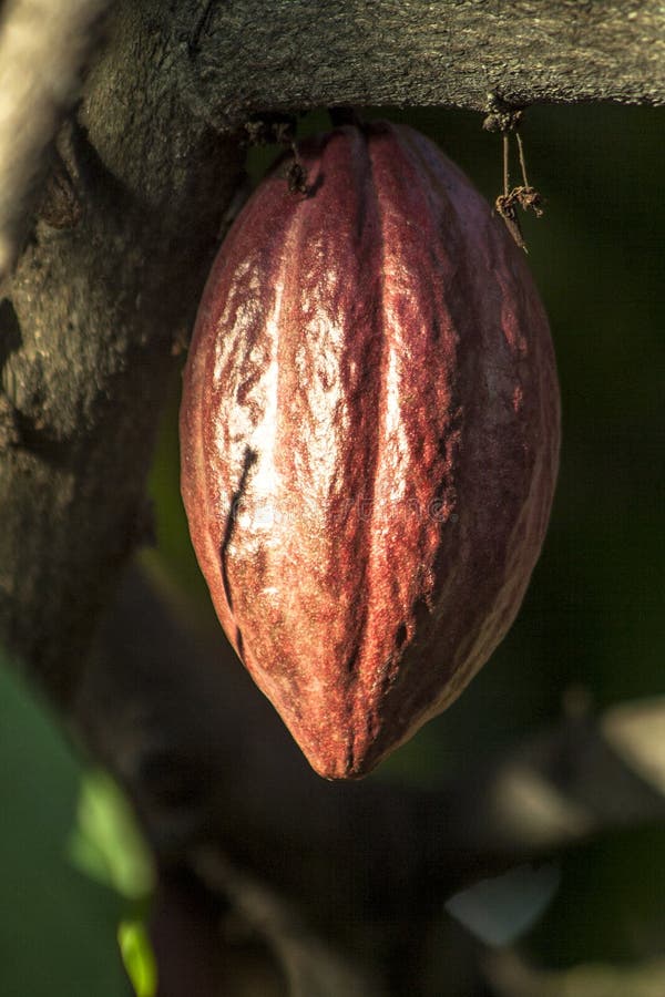 Cacao pod stock photo. Image of botanical, cocoa, plant - 91900746