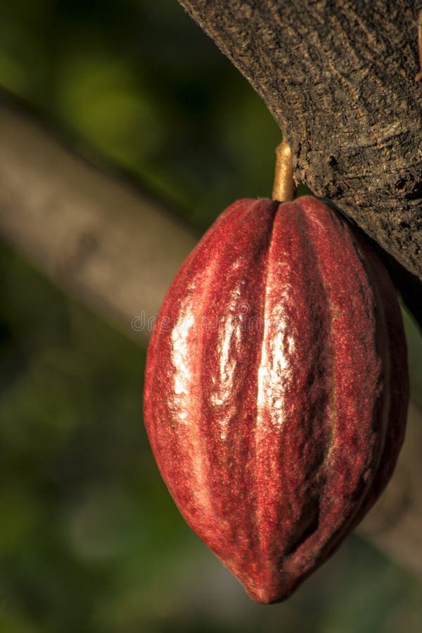 Cacao pod stock image. Image of organic, outdoors, food - 91901381