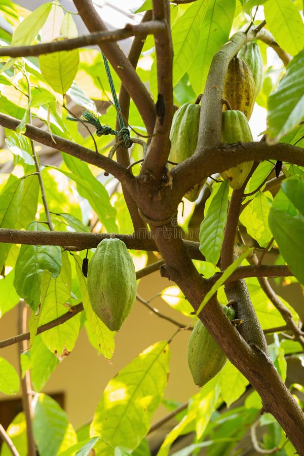 Cacao Pods on Tree, Cacao Farm Tree Stock Photo - Image of forest ...