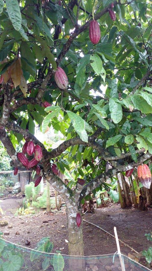 Cacao, Theobroma Cacao, Also Called Cocoa Tree. Stock Photo - Image of ...