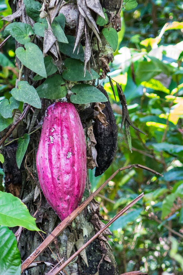 Cacao tree on Bali stock image. Image of fruit, asia - 68151983