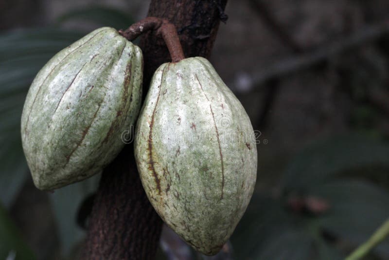 The cacao tree stock photo. Image of aroma, instant, brown - 39431648