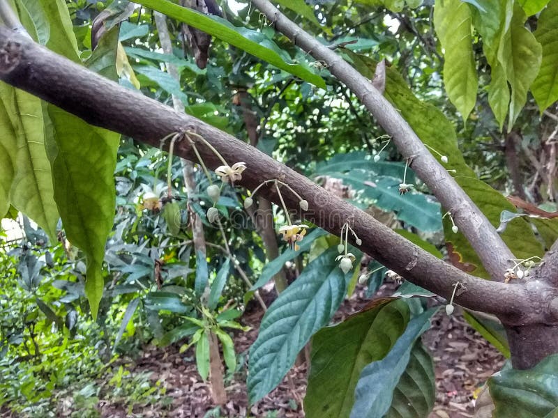 Cacao Tree and Flower on the Trunks Stock Photo - Image of farm ...