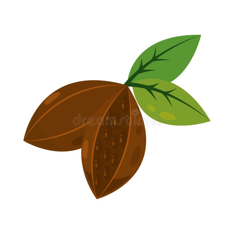 Cacao tree and leaf icon stock vector. Illustration of drawn - 289623271