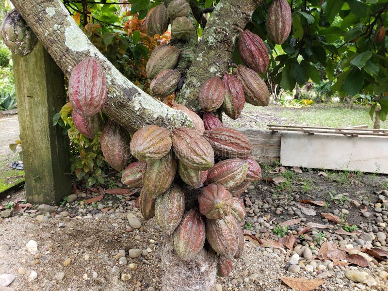 Cacao Tree with Numerous Ripe Cacao Pods Growing Directly Stock Photo ...