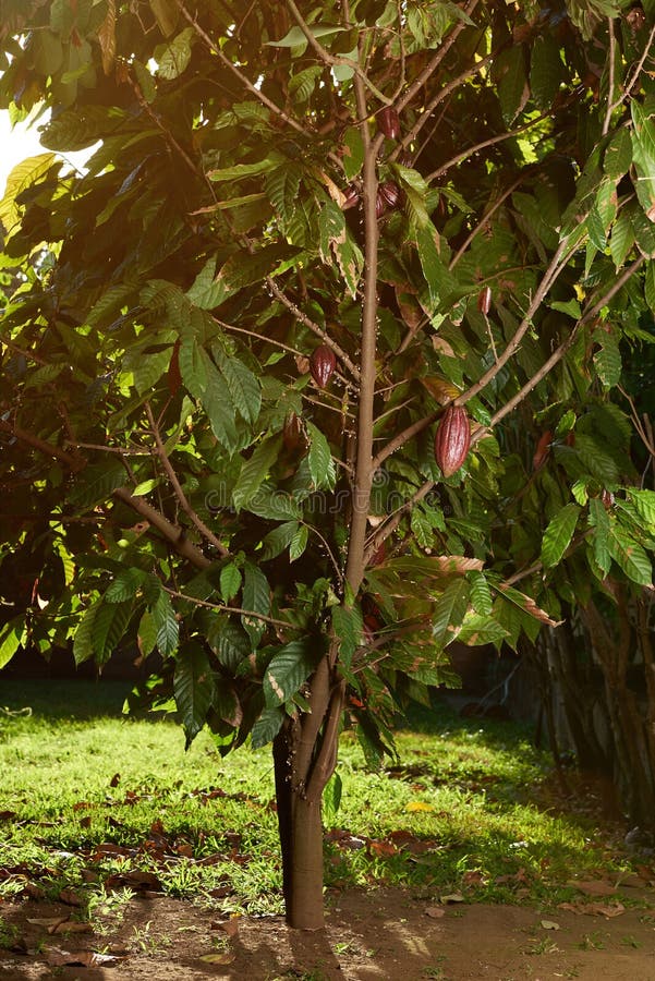 Cacao Tree in Plantation Garden Stock Photo - Image of cocoa, sunny ...