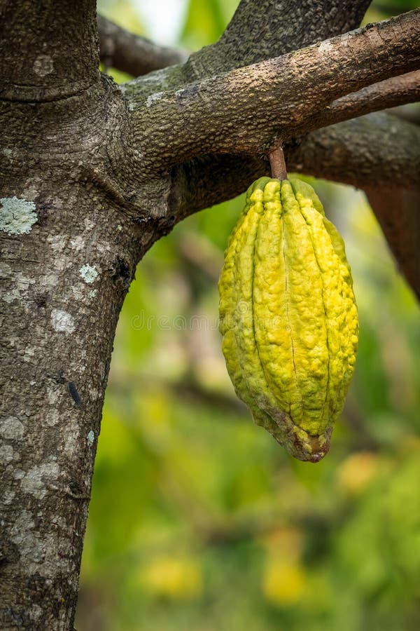 Cacao Tree with Cacao Pods in a Organic Farm Stock Photo - Image of ...