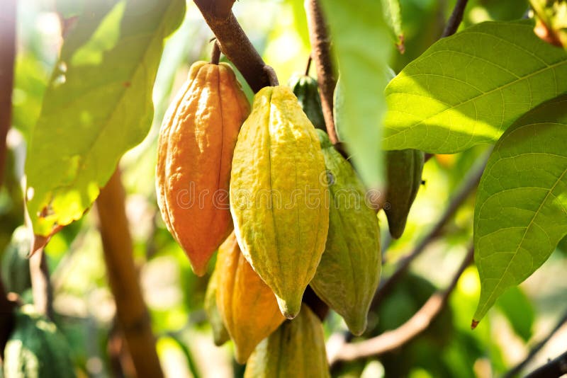 Cacao Tree with Cacao Pods in a Organic Farm Stock Image - Image of ...