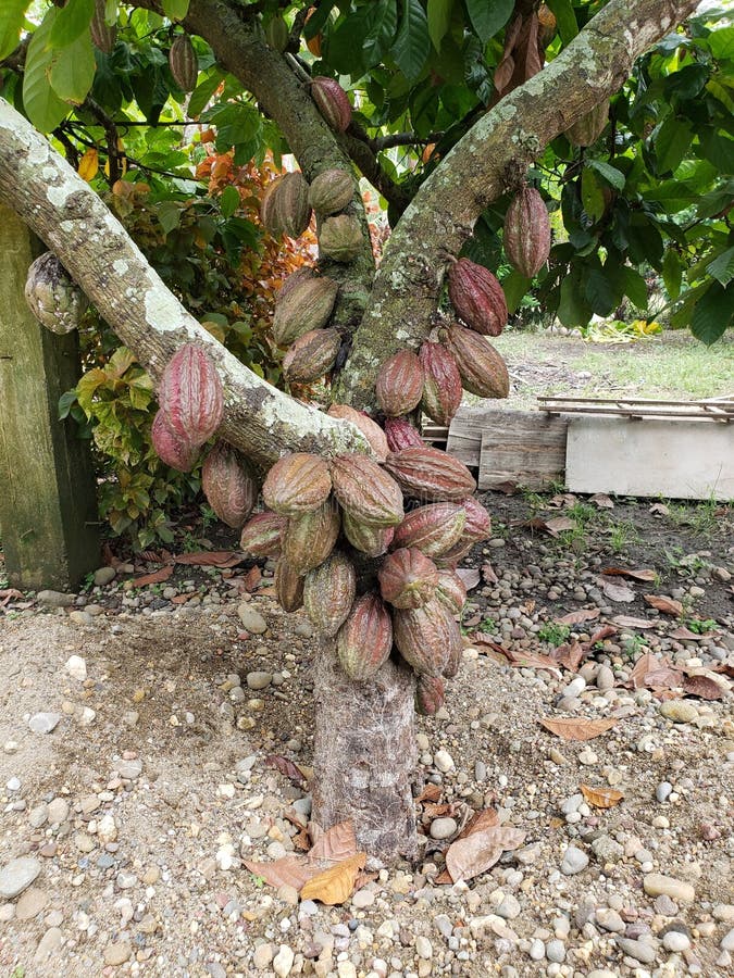 Cacao Tree with Ripe Pods on Trunk and Branches Stock Photo - Image of ...