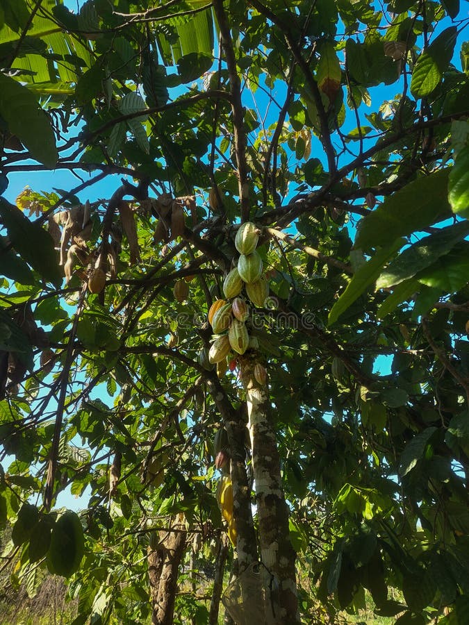 A Cacao Tree with Several Cacao Pods Growing Directly on Its Trunk ...