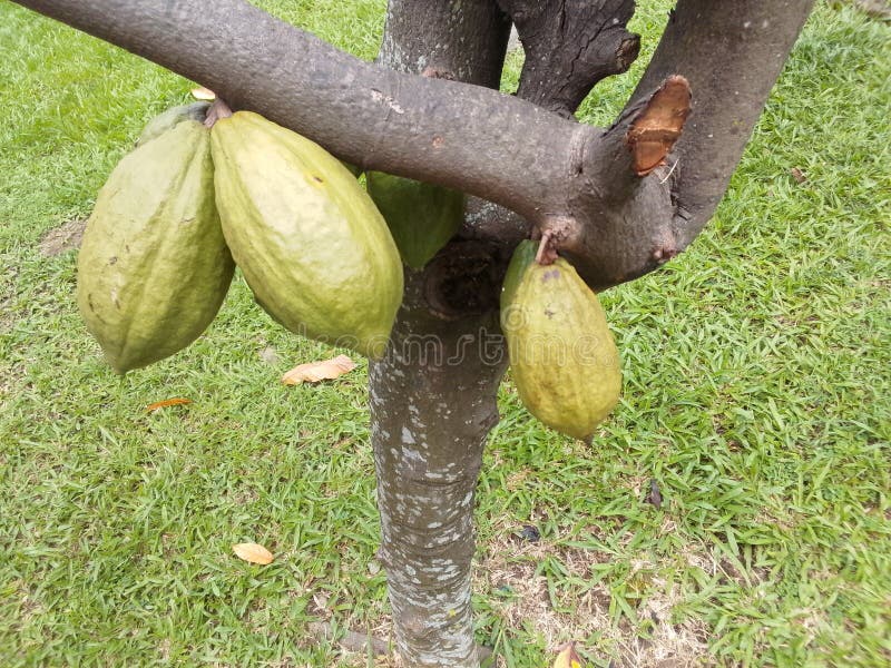 Cacao Tree with Unripe Pods Growing on Trunk Stock Image - Image of ...