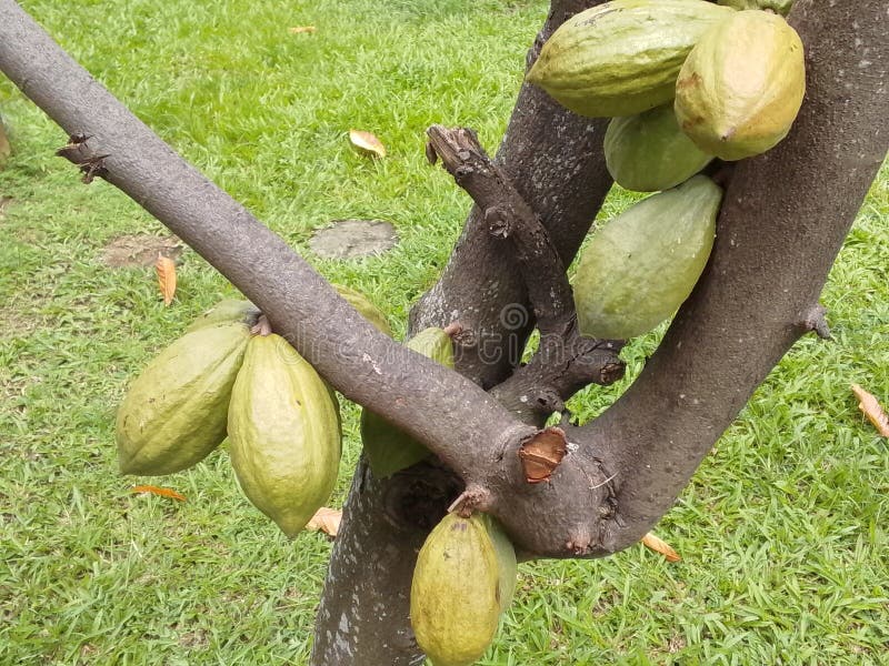 Cacao Tree with Unripe Pods Growing on Trunk Stock Image - Image of ...