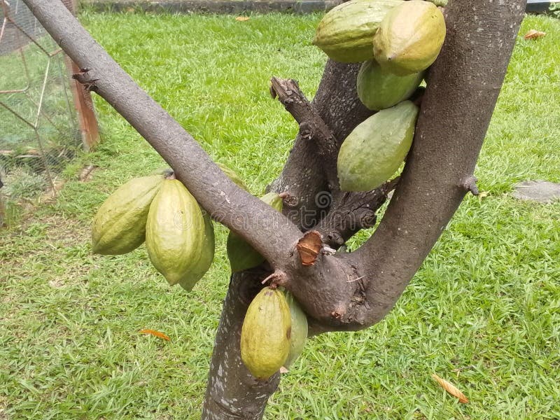 Cacao Tree with Unripe Pods Growing on Trunk Stock Image - Image of ...
