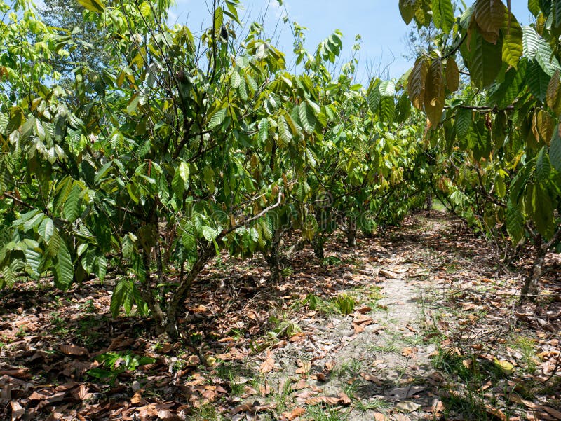 Cacao Trees on the Plantation. Stock Photo - Image of closeup, dessert ...