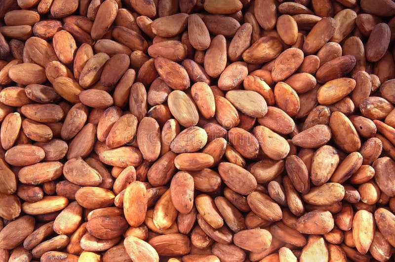 Cacaoboon stock afbeelding. Afbeelding bestaande uit zaad - 12616639