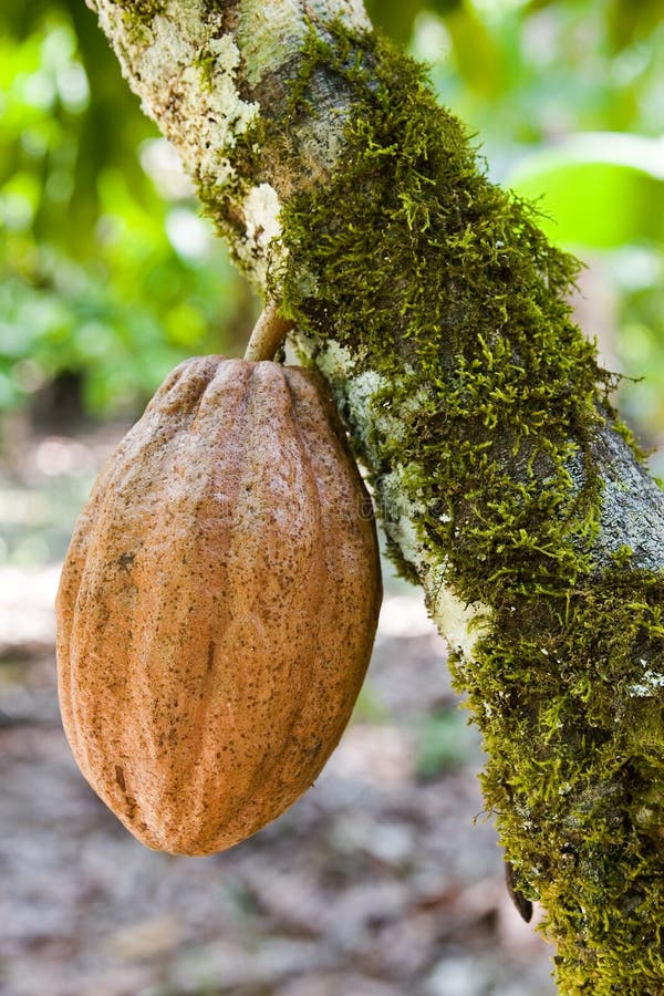 De Mand van de Cacaoboon stock afbeelding. Afbeelding bestaande uit ...