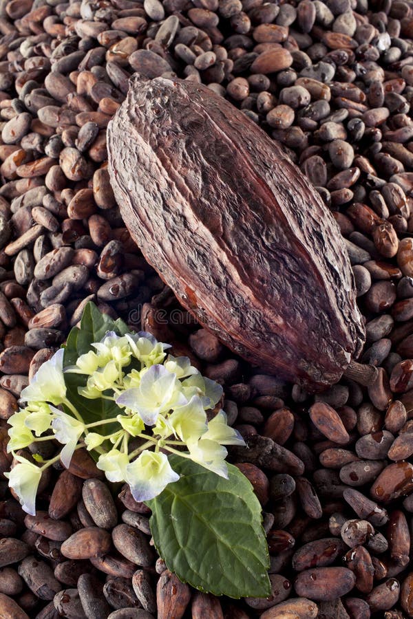 Cacaoboon stock foto. Image of product, eenvoudig, glas - 23145852