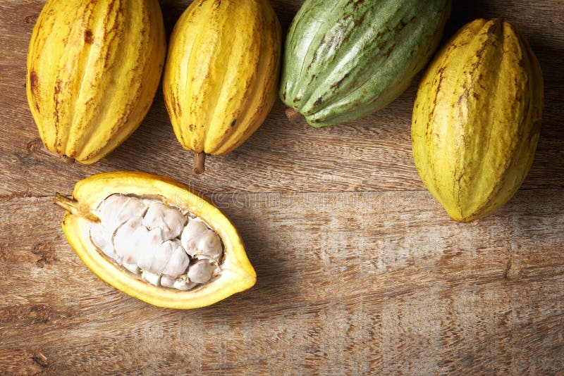 Cacaoboon en Blad stock afbeelding. Afbeelding bestaande uit tropisch ...