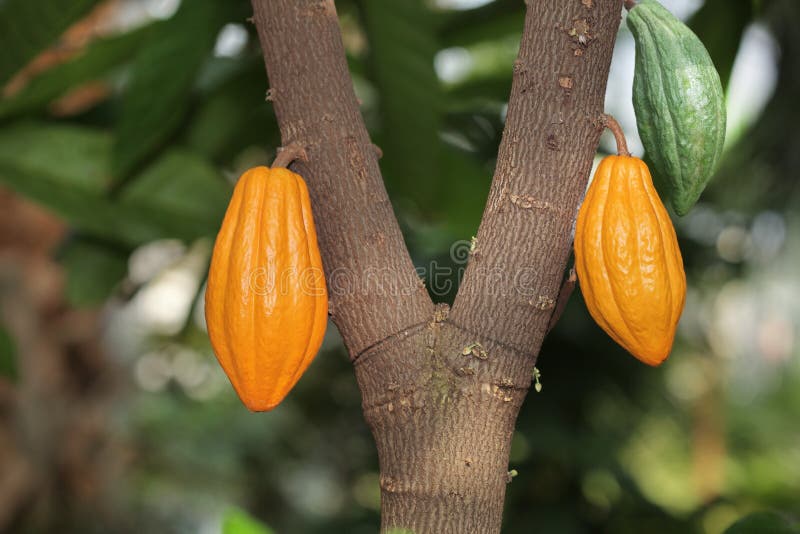 Cacaoyer image stock. Image du fruits, haricot, boisson - 57331593