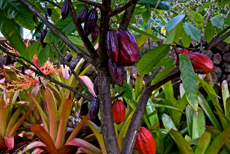 Cacaoyer photo stock. Image du ceci, cacao, chocolat - 84563302