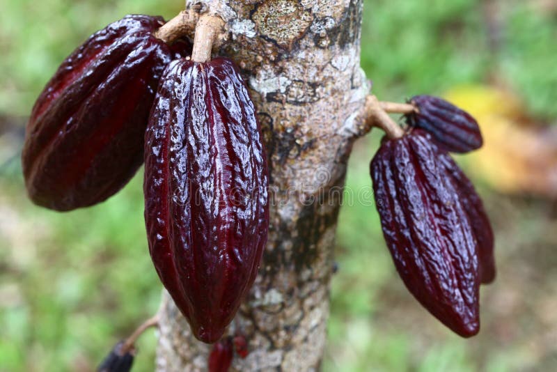 Cacaoyer avec des cosses photo stock. Image du organique - 63121974
