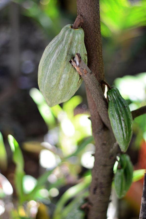 Planter Des Semis De Cacao Dans Les Plantations De Cacao Photo stock ...