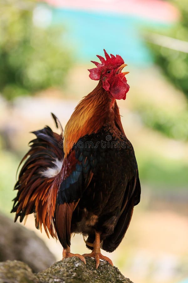 Cacareo colorido del gallo foto de archivo. Imagen de poultry - 42280412