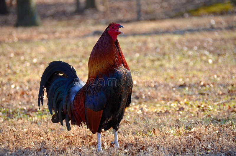 Gallos y gallinas imagen de archivo. Imagen de libre - 86473463