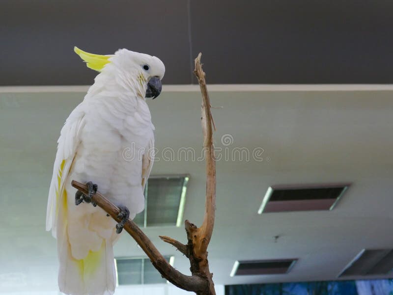 Cacatúa blanca del loro imagen de archivo. Imagen de parque - 59324725