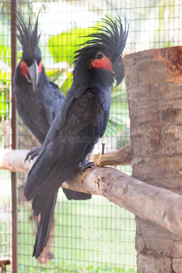 Cacatúa negra de la palma foto de archivo. Imagen de color - 32515340
