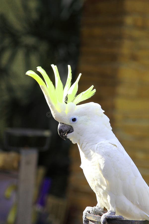 Cacatua foto de archivo. Imagen de granja, standing, hermoso - 37455674