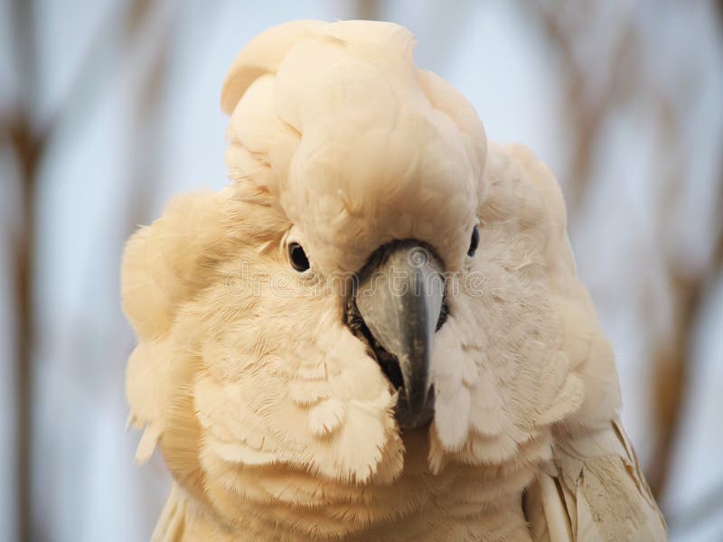 Cacatua delle Molucche immagine stock. Immagine di bellezza - 36220815