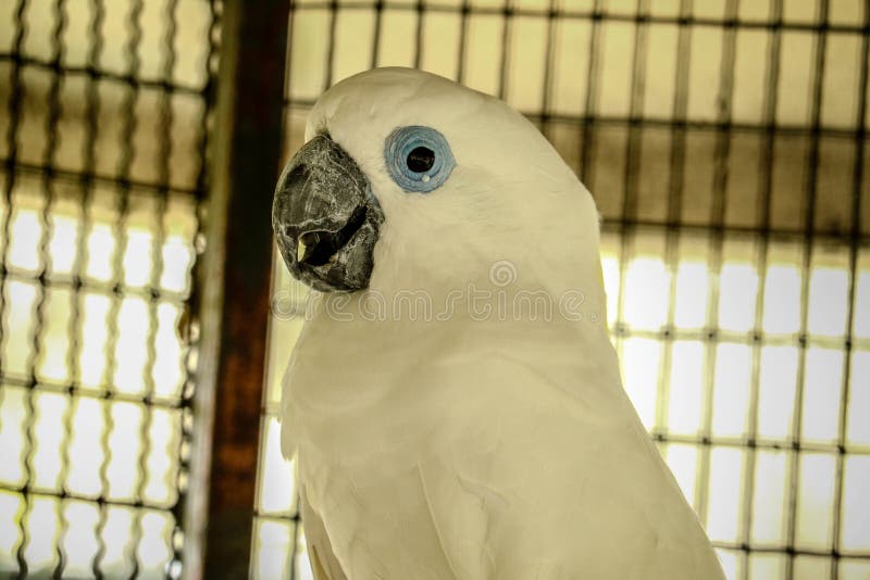 Cacatua dos olhos azuis foto de stock. Imagem de brilhante - 149131096