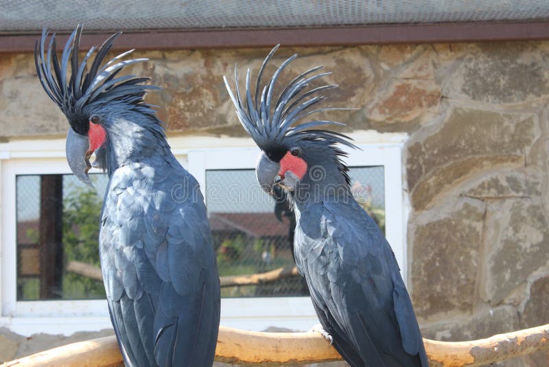 Cacatua Nera Due in Uno Zoo Immagine Stock - Immagine di gabbia ...